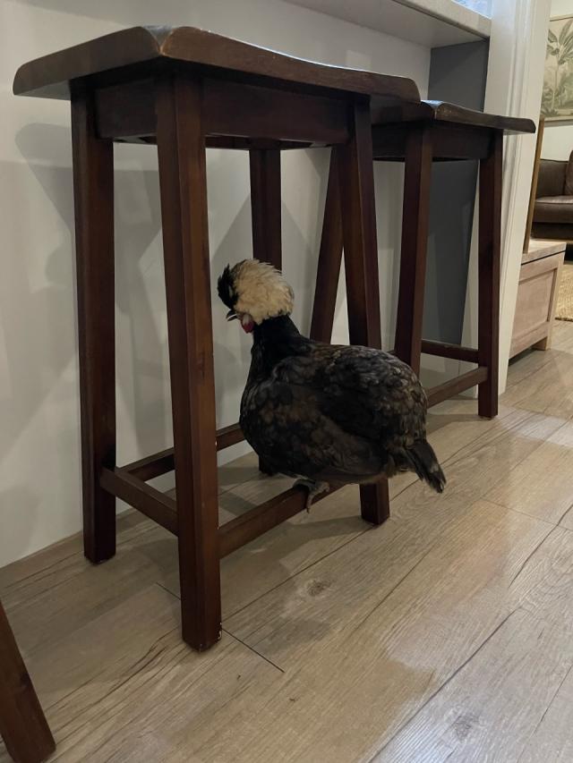 Chook comes home to roost - Central Queensland Today