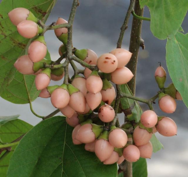 Snotty Gobble planting - Central Queensland Today
