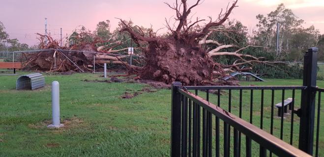 Council hopeful to save Bororen tree - Central Queensland Today