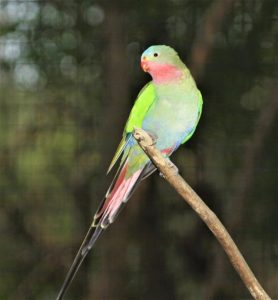 Australia's colourful parrots - Central Queensland Today
