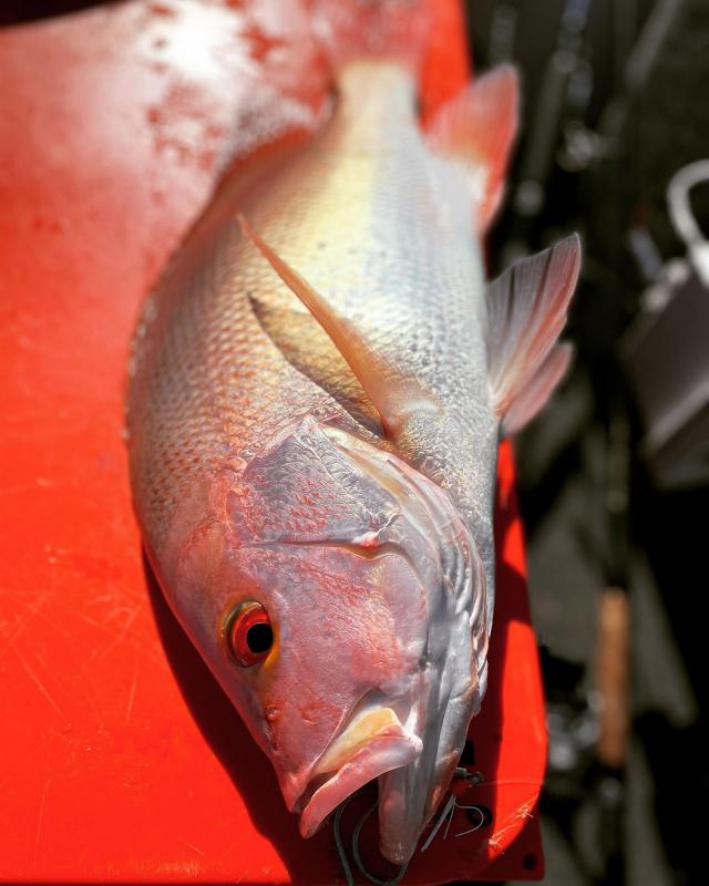 Demersals are chewing in close - Central Queensland Today