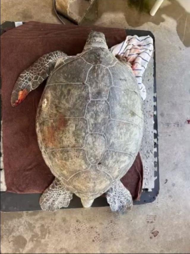 Greg the amputee turtle released - Central Queensland Today