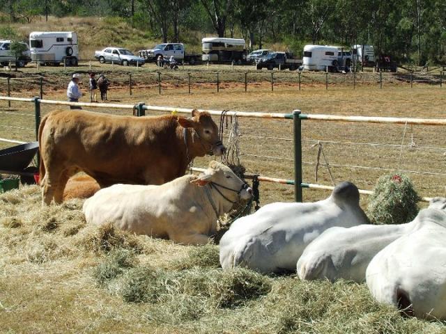 Show day at the Mount - Central Queensland Today