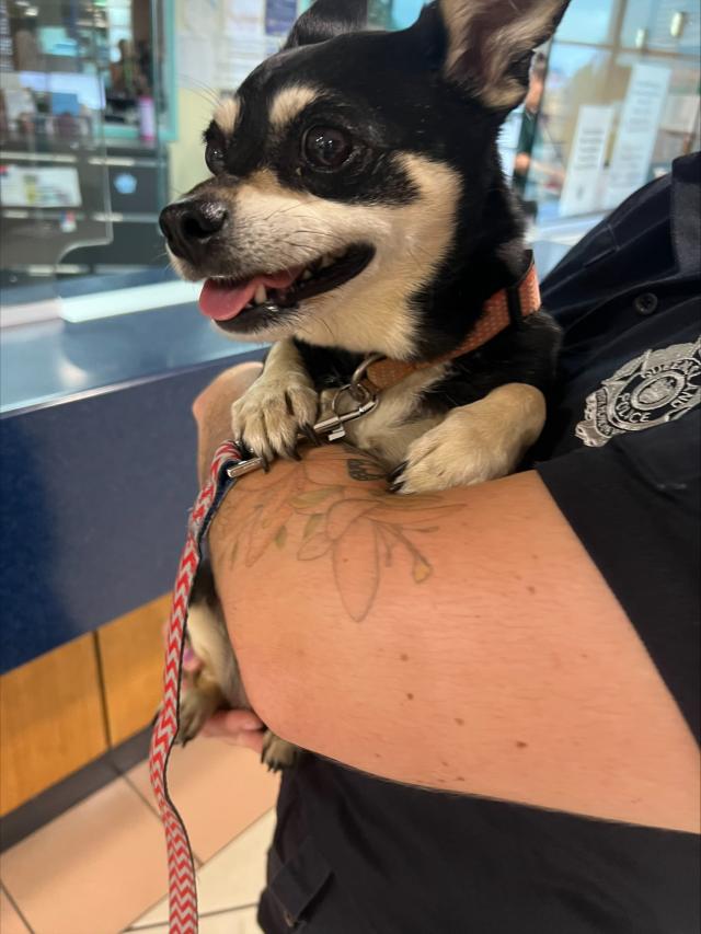 Missing dog found after 13 days - Central Queensland Today