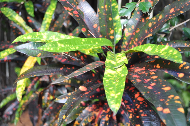 Colour with Crotons - Central Queensland Today